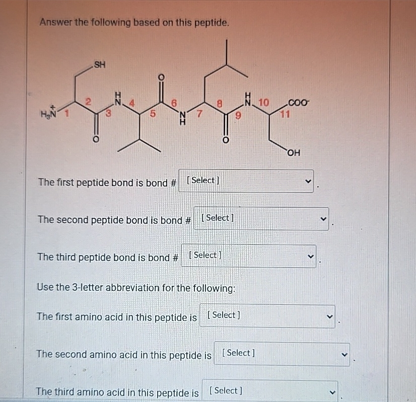 Solved Answer the following based on this peptide.The first | Chegg.com
