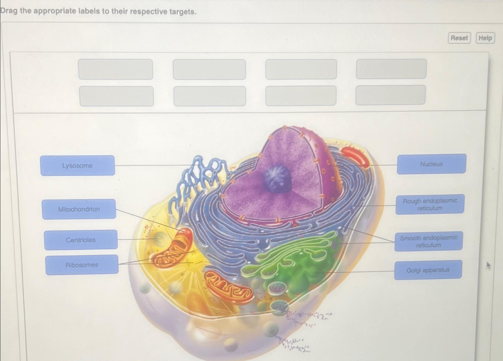 Solved drag the appropriate labels to their respective | Chegg.com
