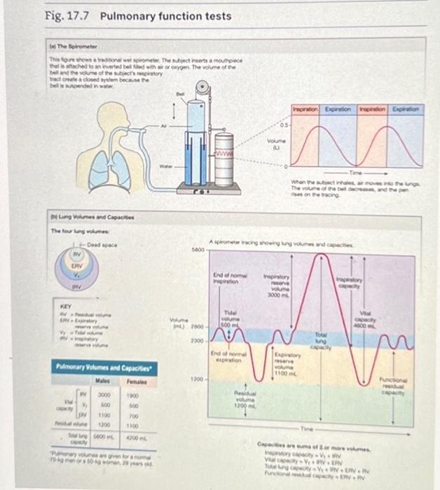 Solved Use Figure 17.7 in Silverthorn to heln vou comnlete | Chegg.com