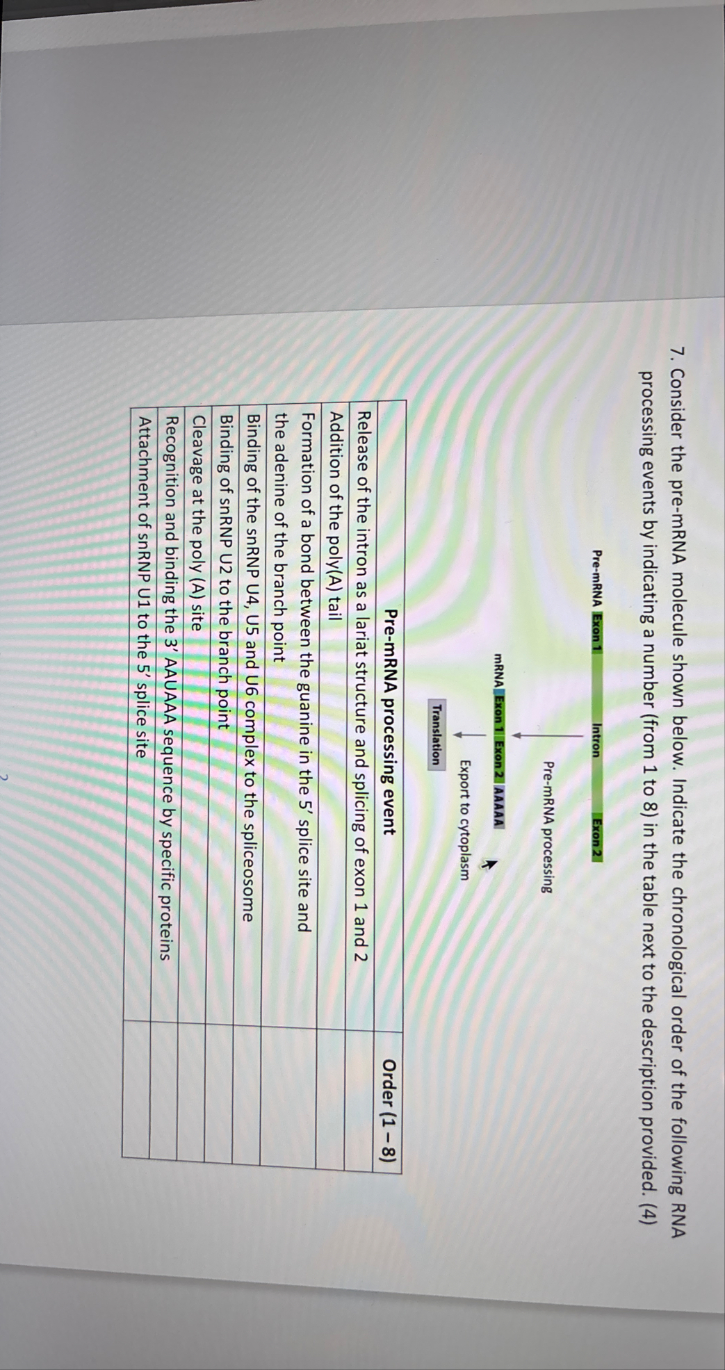 Solved Consider the pre-mRNA molecule shown below. Indicate | Chegg.com