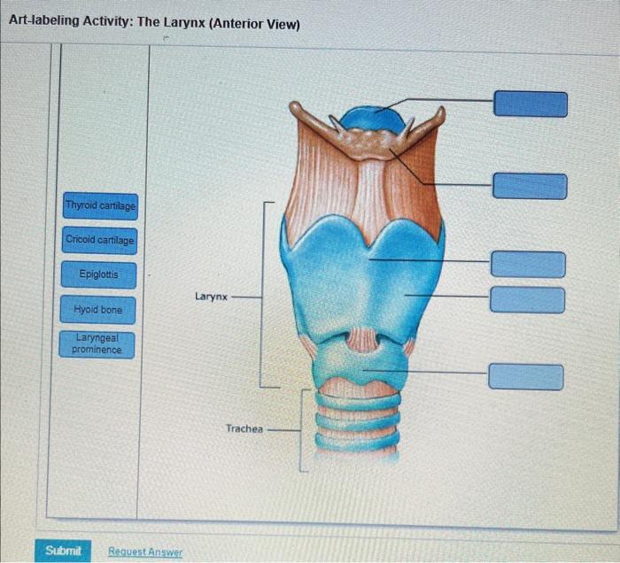 [Solved]: Frontal sinus Hand palate Roof of the nasal cavit