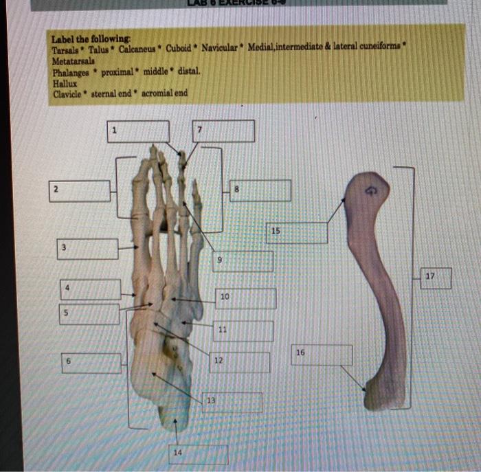 Solved Label the following: Tarsals. Talus. Calcaneus - | Chegg.com