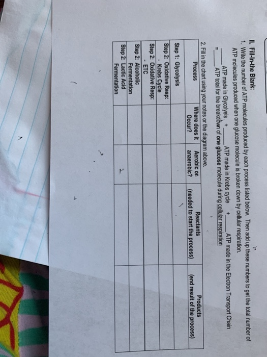 Solved II. Fill-In-the Blank: 1. Write the number of ATP | Chegg.com