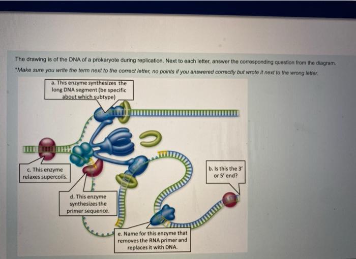 Solved The drawing is of the DNA of a prokaryote during | Chegg.com