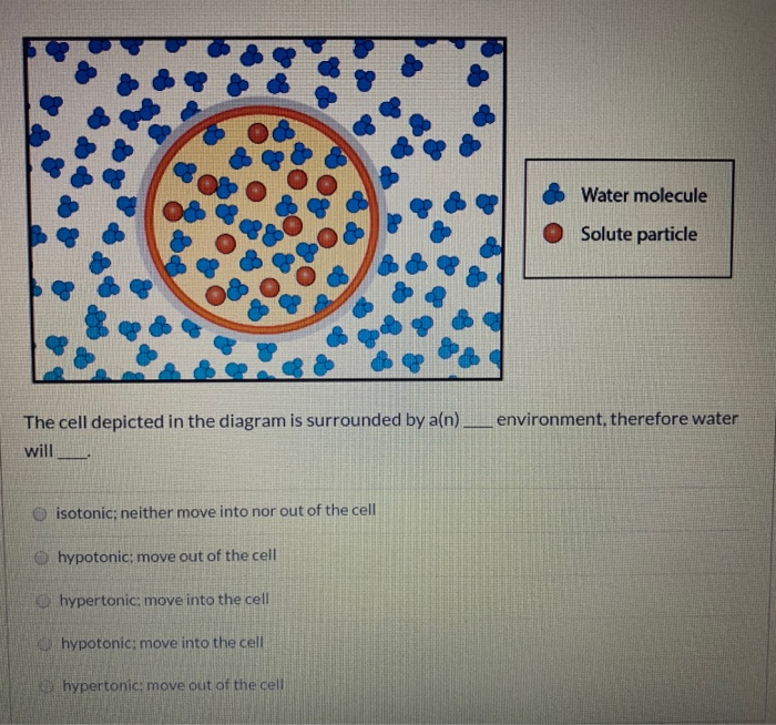 Solved Water molecule Solute particle O The cell depicted in | Chegg.com