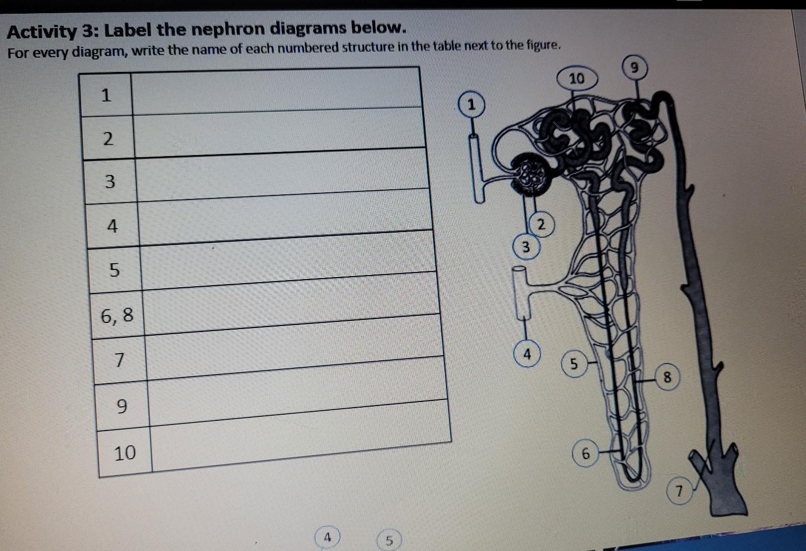 Solved Activity 3: Label the nephron diagrams below. For | Chegg.com