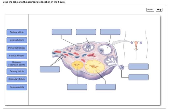 Solved Drag the correct label to the appropriate location to | Chegg.com