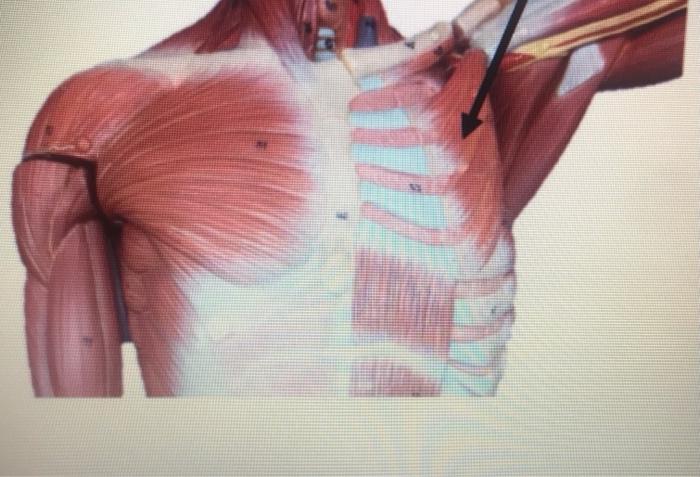 Solved Label the structureA. Pectoralis minorB. Pectoralis | Chegg.com