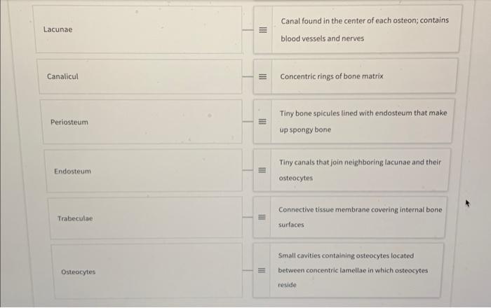 Solved Microscopic Anatomy of Bone Match each term to the | Chegg.com