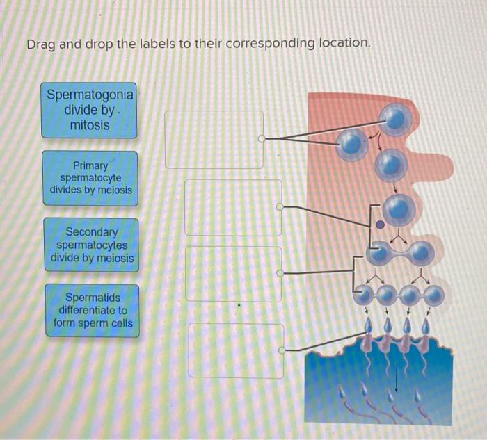 Solved Drag and drop the labels to their corresponding | Chegg.com