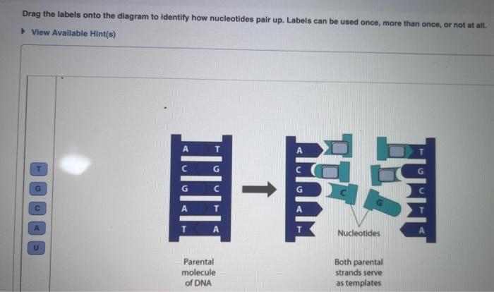 Solved Introns excised Addition of 5'-cap and | Chegg.com