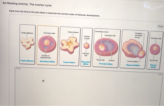 Solved Art-Ranking Activity: The ovarian cycle Rank from the | Chegg.com