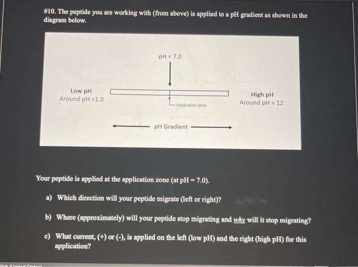 Solved \#10. The peptide you are working with (from above) | Chegg.com