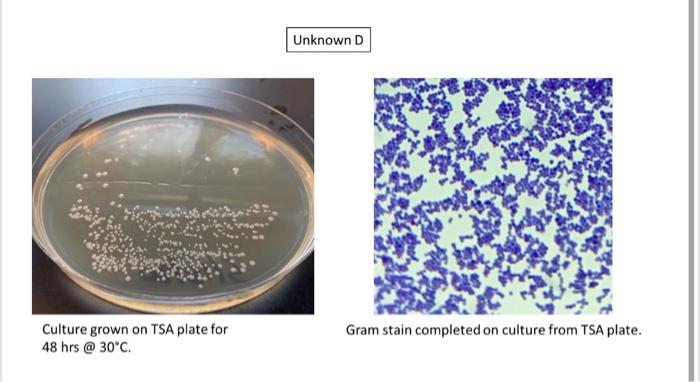 Solved What is the Gram stain, shape, and arrangement of the | Chegg.com