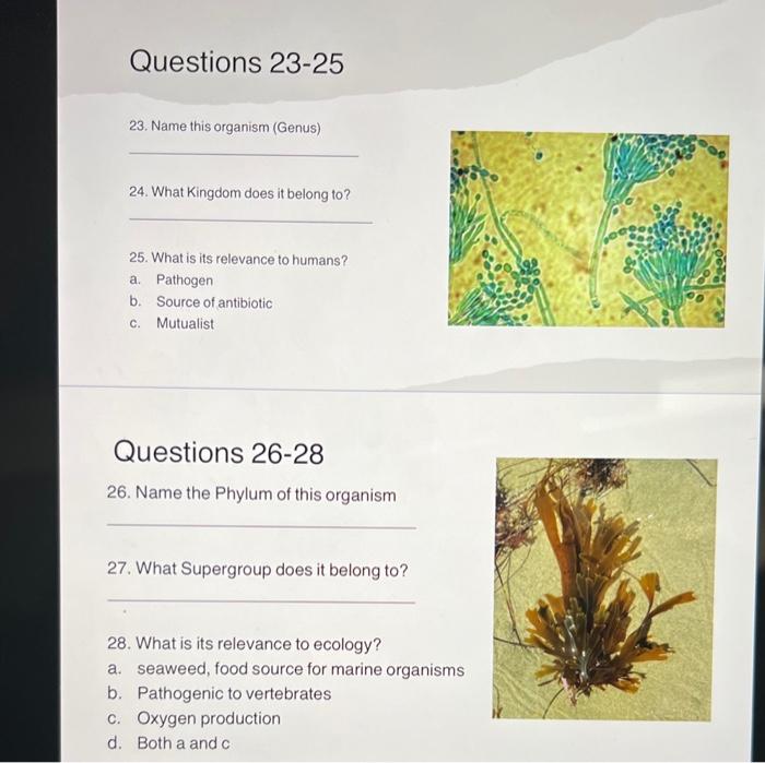 Solved Questions 23-25 23. Name this organism (Genus) 24. | Chegg.com