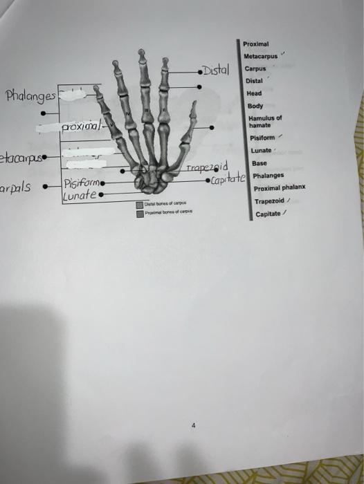 Solved Proximal Distal Metacarpus Carpus Distal Phalanges | Chegg.com