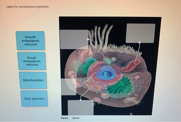 Solved Label the membranous organelles. Smooth endoplasmic | Chegg.com