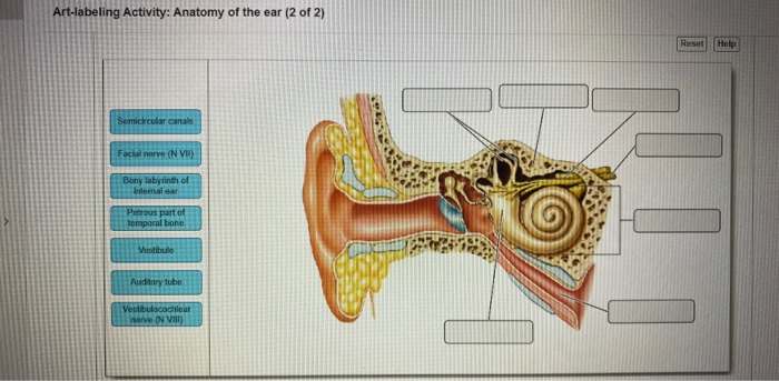 Solved Art-labeling Activity: Anatomy of the ear 2 of 2) | Chegg.com