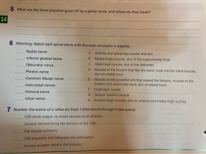 Solved 5 What are the three branches given off by a spinal | Chegg.com
