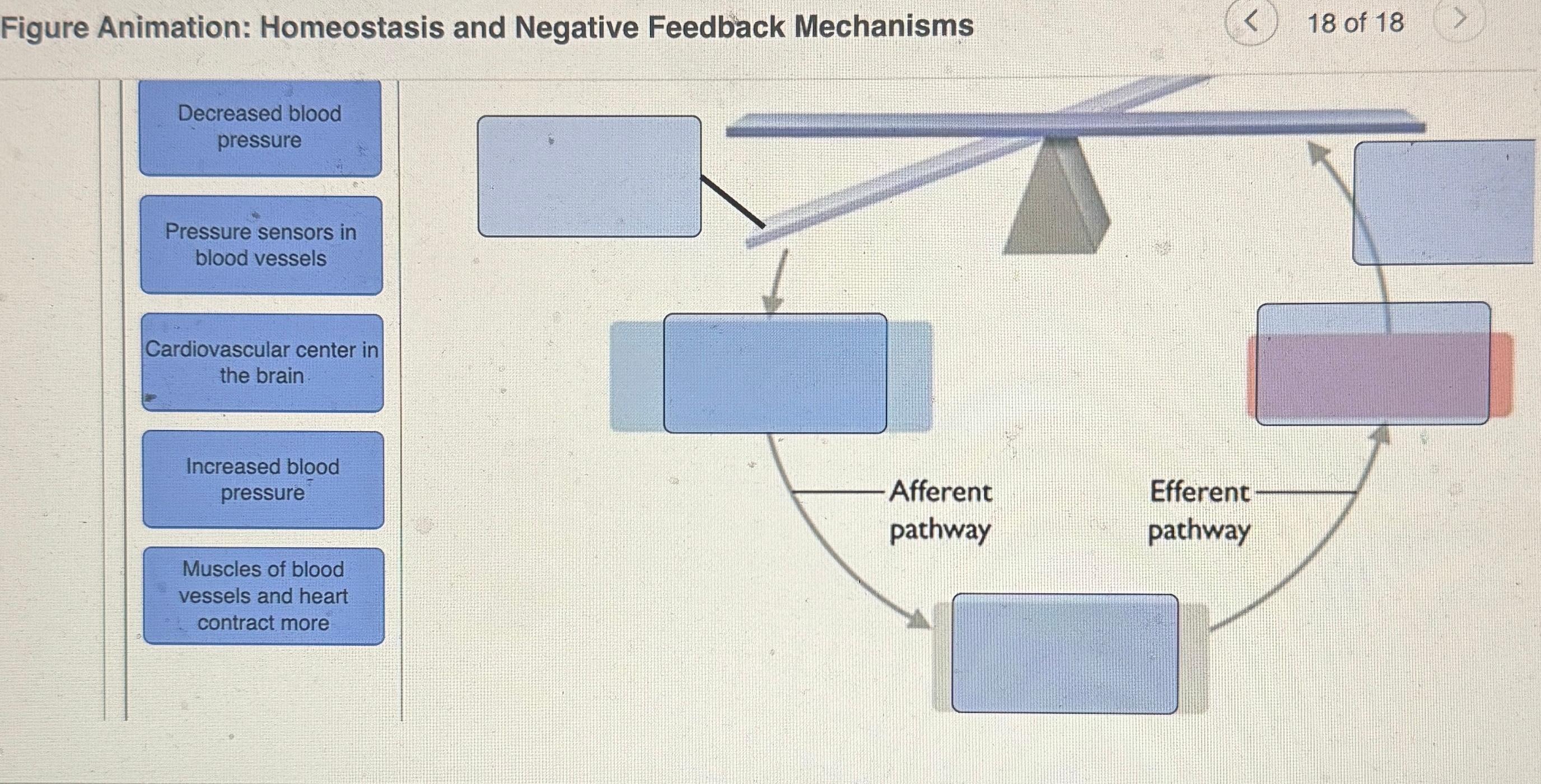 Solved Figure Animation: Homeostasis and Negative Feedback | Chegg.com