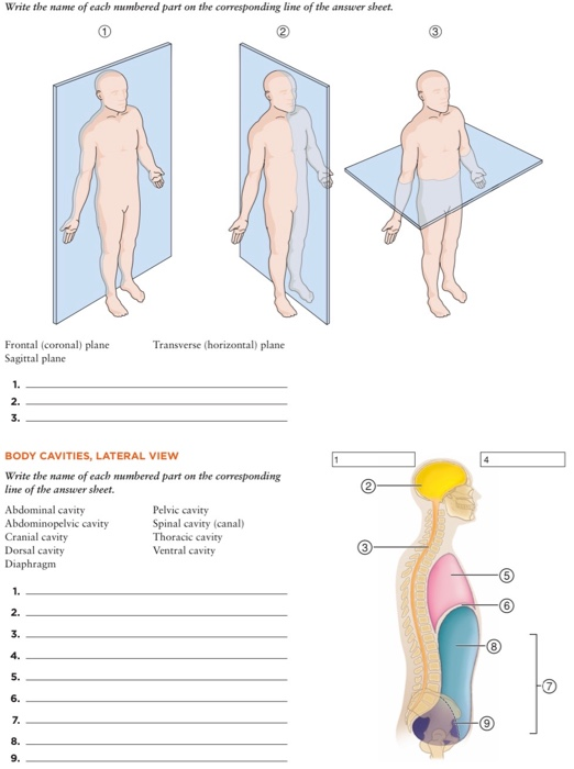 Solved Write the name of each numbered part on the | Chegg.com