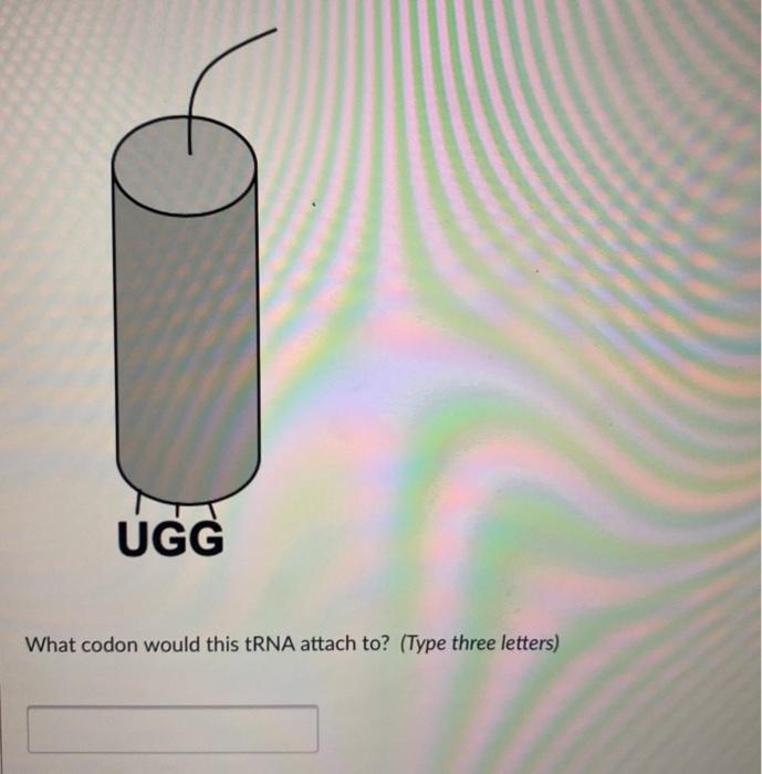 Solved O UGG What codon would this tRNA attach to? (Type | Chegg.com