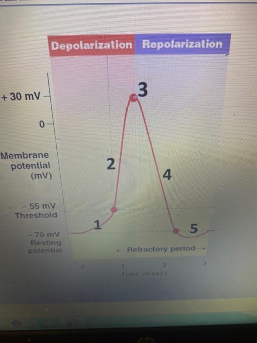 Solved Depolarization Repolarization 3 + 30 mV 0 Membrane | Chegg.com