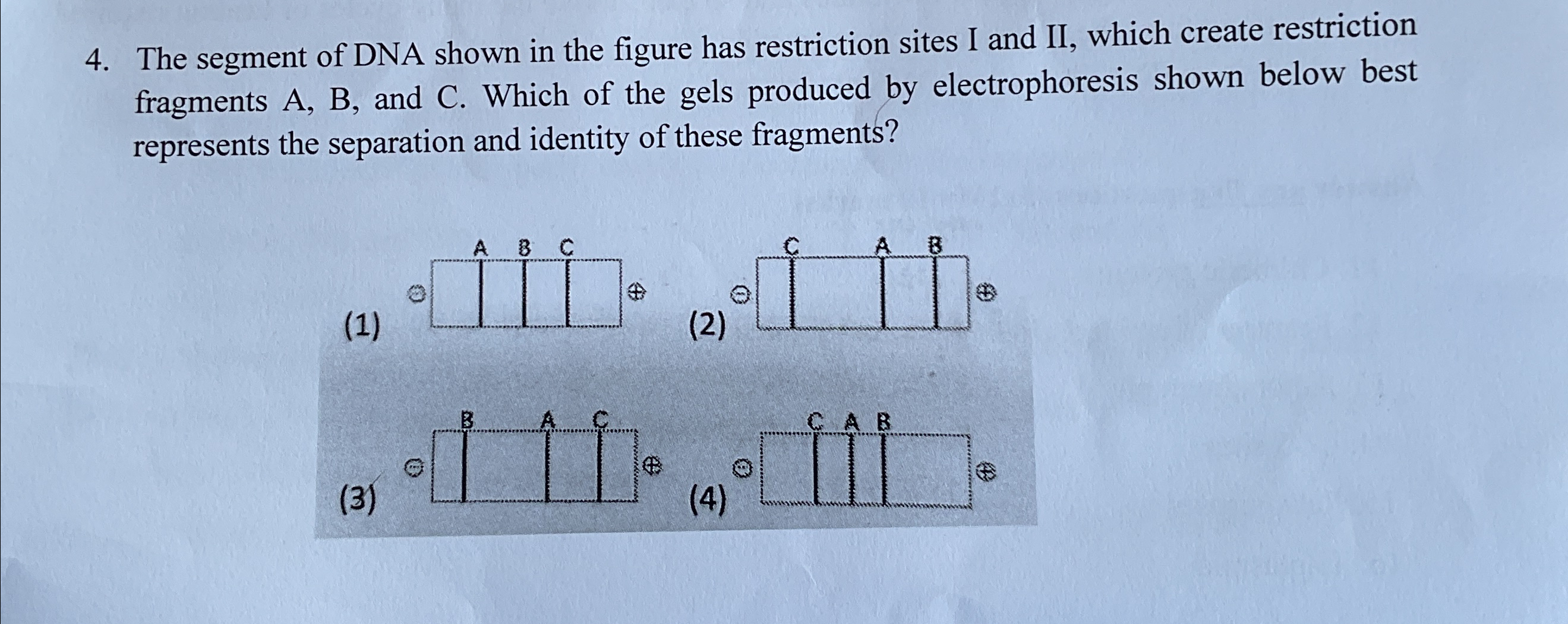 The segment of DNA shown in the figure has | Chegg.com