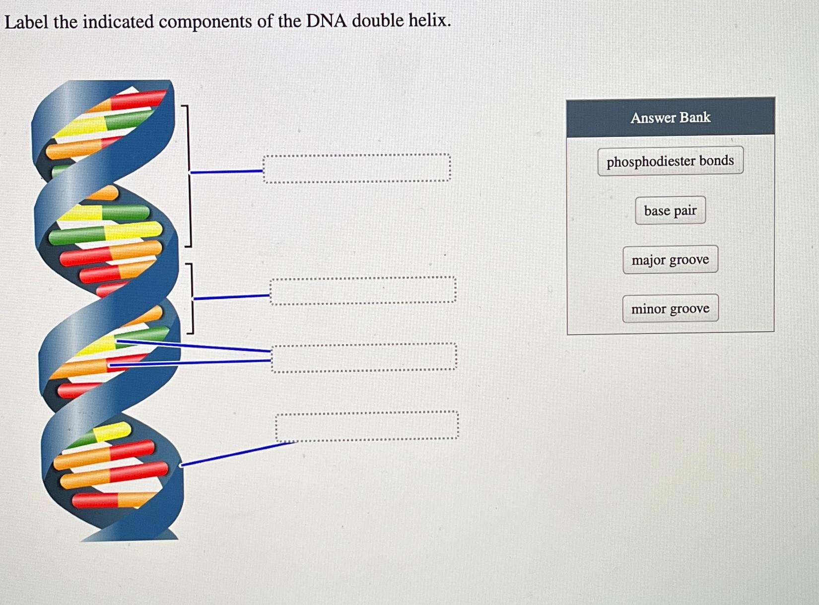 Solved Label the indicated components of the DNA double | Chegg.com