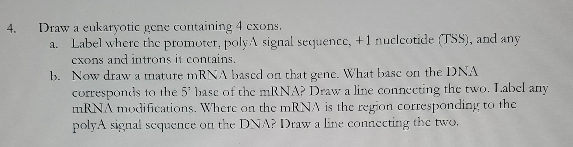 Solved 4. Draw a eukaryotic gene containing 4 exons. a. | Chegg.com