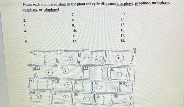 Name Each Numbered Stage In The Plant Cell Cycle Diagram Ide