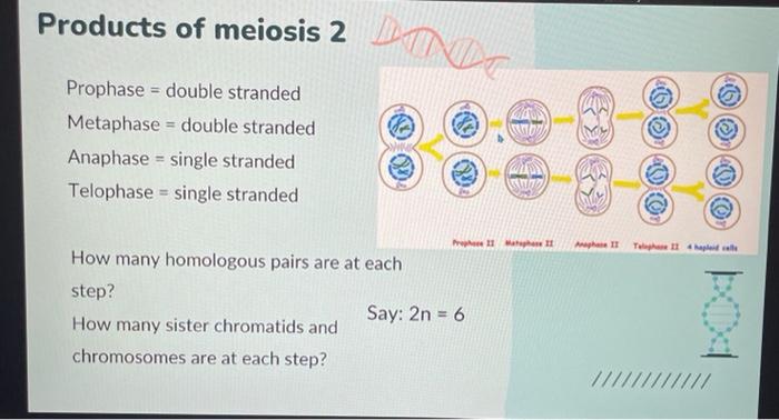 Solved Products Of Meiosis 2 Prophase Double Stranded