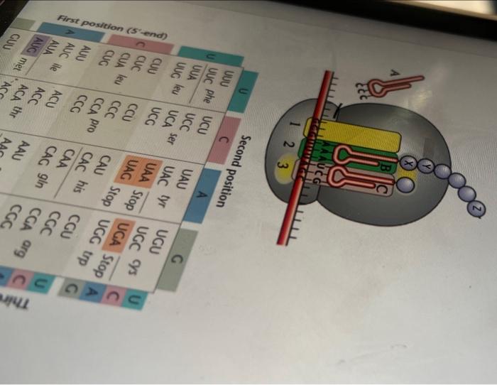 Solved amino acid labeled X? | Chegg.com