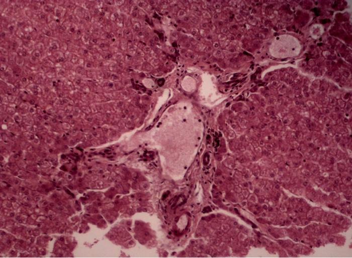 Solved generalized animal cell label the slide | Chegg.com