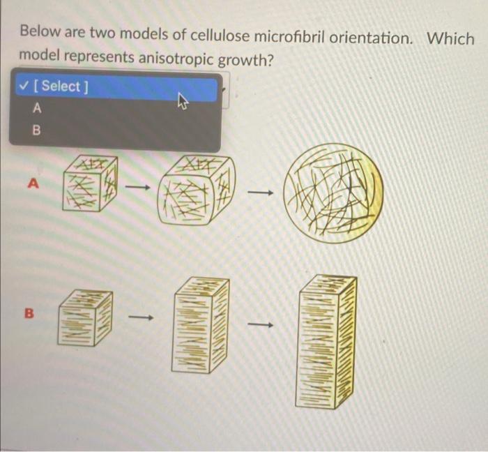 Solved Below are two models of cellulose microfibril | Chegg.com