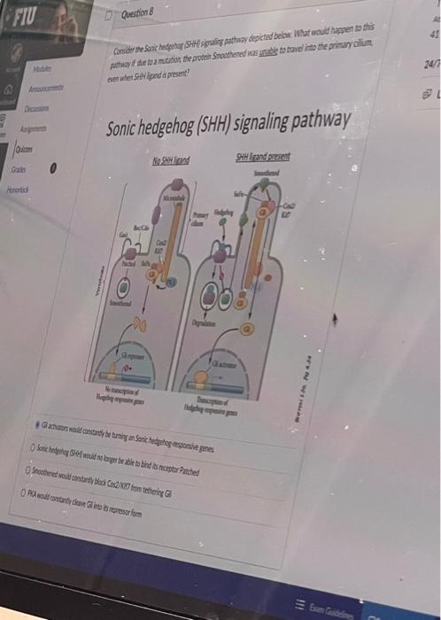 Sonic hedgehog (SHH) signaling pathwaySonichedgehog | Chegg.com