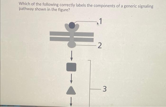 Solved Which of the following correctly labels the | Chegg.com