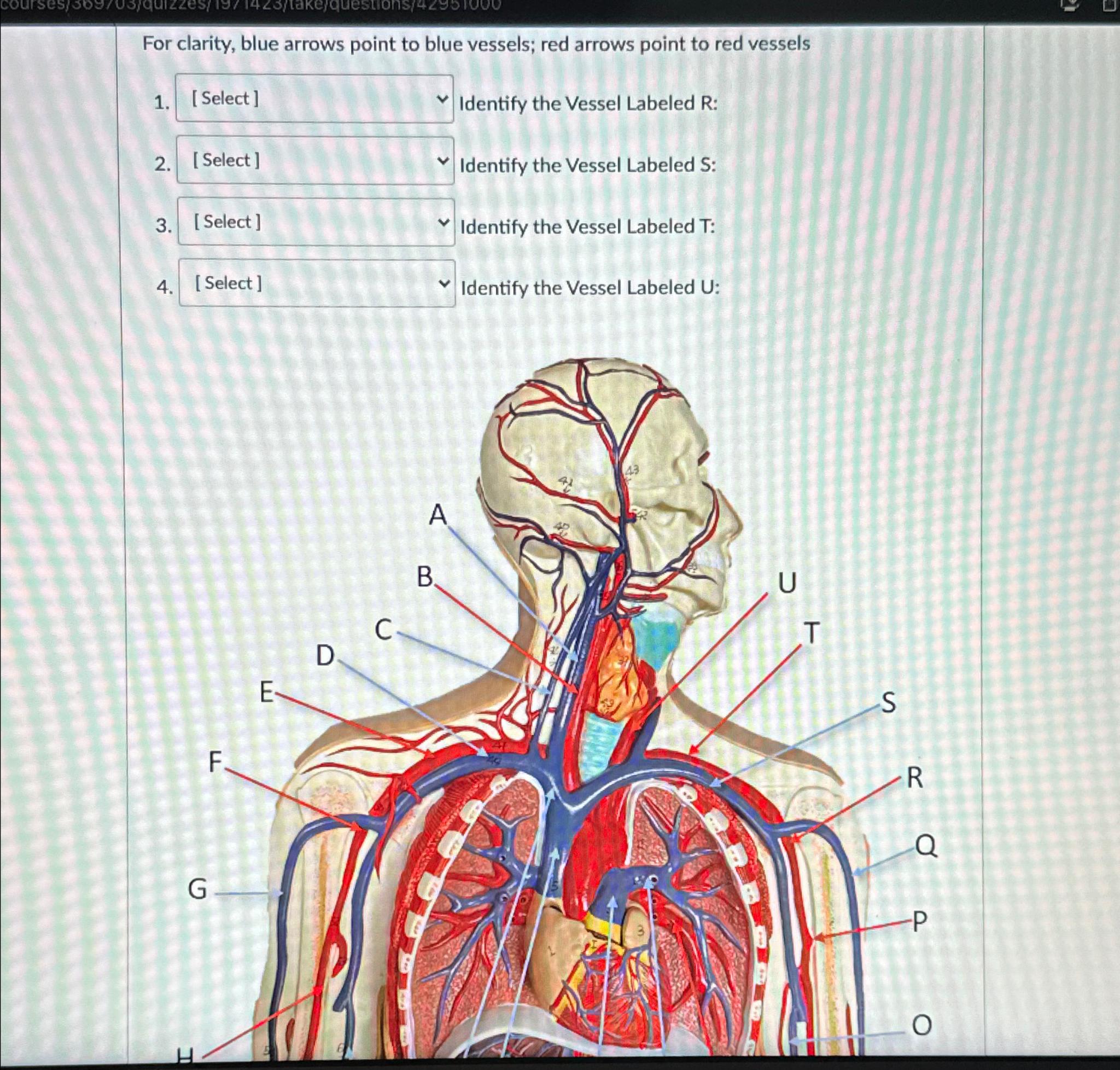 Solved For clarity, blue arrows point to blue vessels; red | Chegg.com