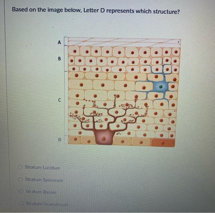 Solved Based on the image below, Letter D represents which | Chegg.com Solved Based on the image below, Letter D represents which | Chegg.com