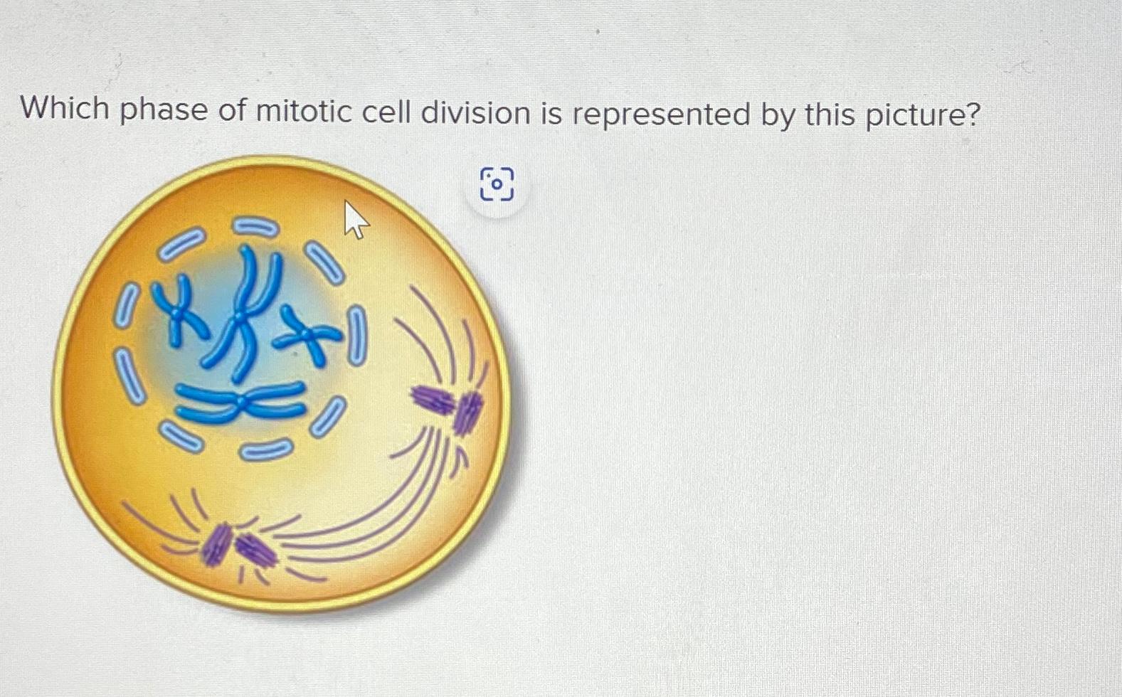 Solved Which phase of mitotic cell division is represented | Chegg.com