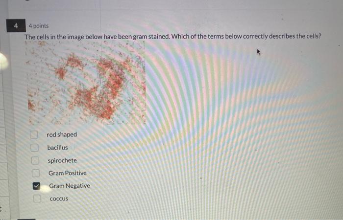 Solved The cells in the image below have been gram stained. | Chegg.com