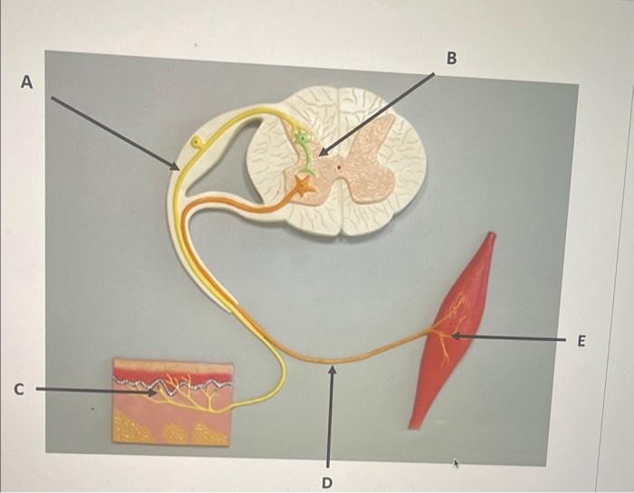 Solved label | Chegg.com