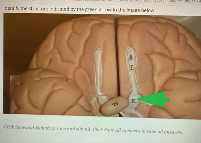 Solved List one function of the structure indicated by the | Chegg.com