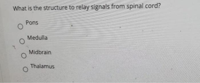 Solved What is the structure to relay signals from spinal | Chegg.com