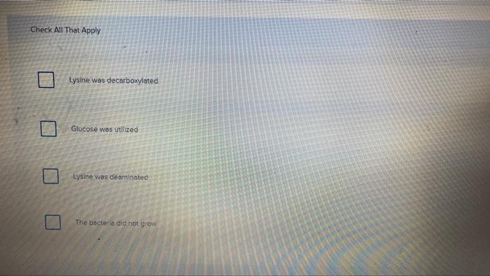 Solved You have inoculated an LIA slant with an unknown | Chegg.com