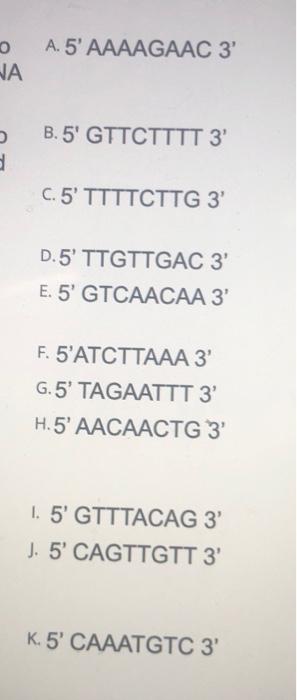 Solved A scientist wants to amplify a short region of the | Chegg.com