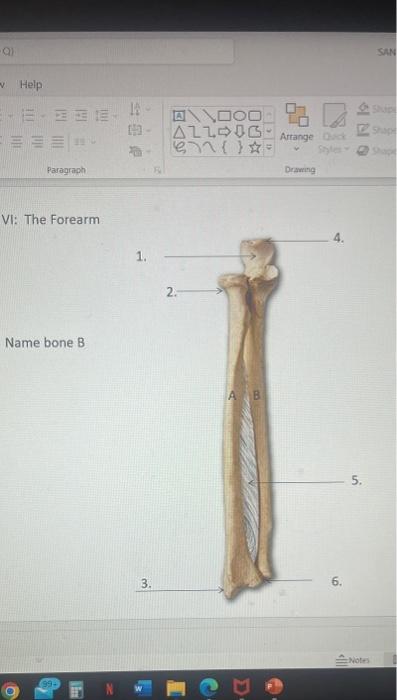 Solved VI: The Forearm Name bone B | Chegg.com