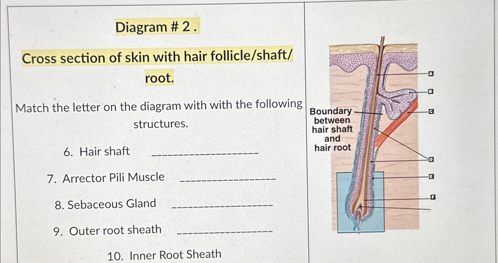 Solved Diagram # 2 .Cross section of skin with hair | Chegg.com