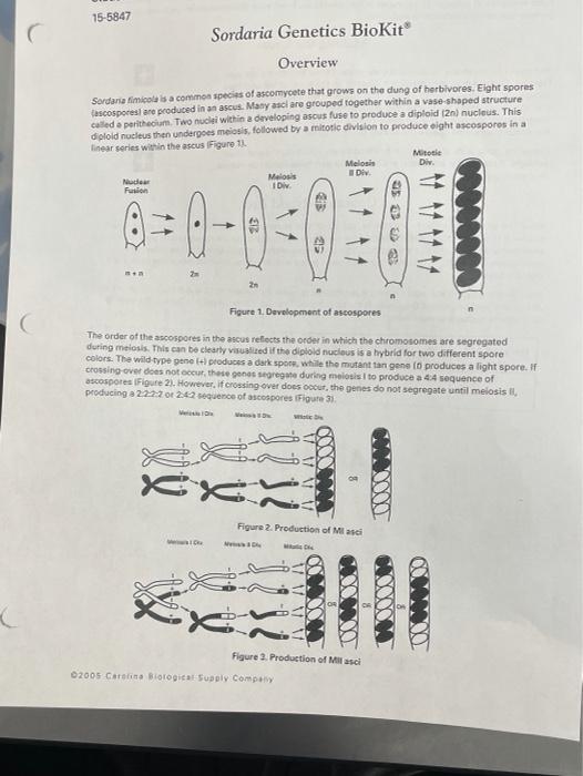 15-5847 Sordaria Genetics Bio Kit Overview Sordarse | Chegg.com