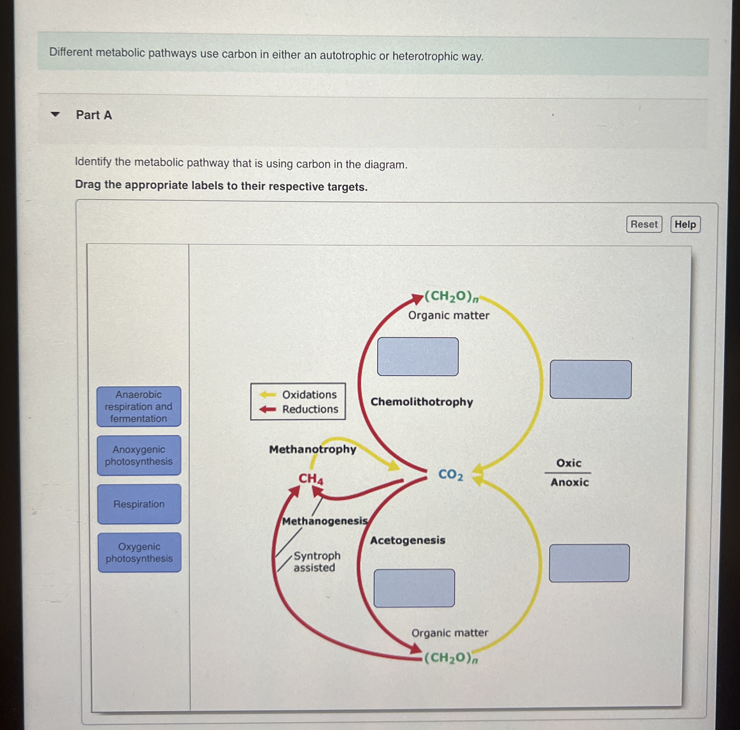 Solved Different metabolic pathways use carbon in either an | Chegg.com